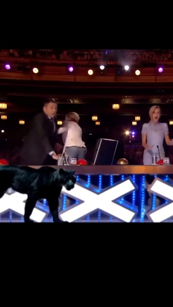 Judges Nearly Eaten by Black Panther on AGT—Unbelievable Scene! – ANIMALS